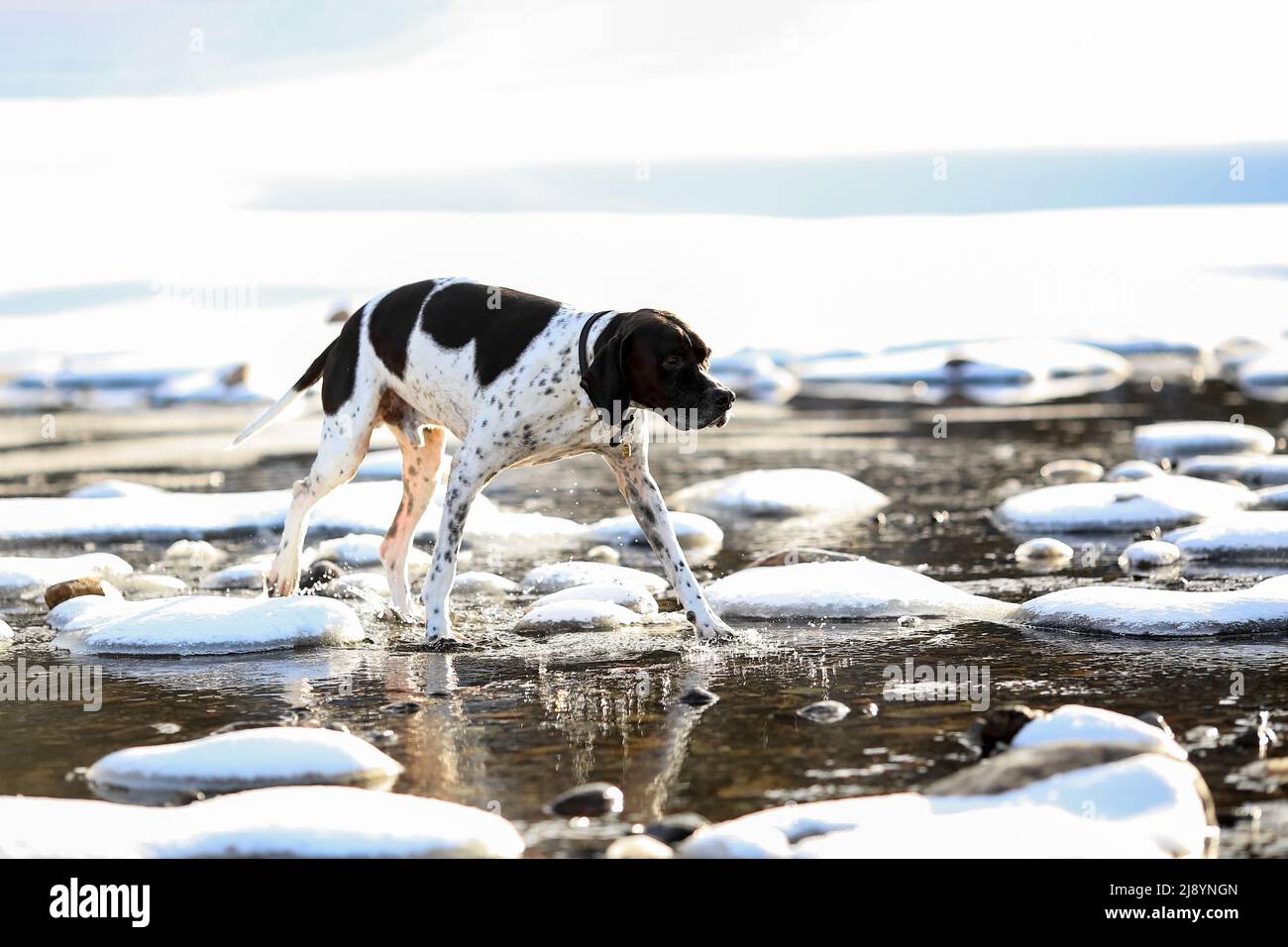 Dog english pointer walking in the water in the spring Stock Photo - Alamy
