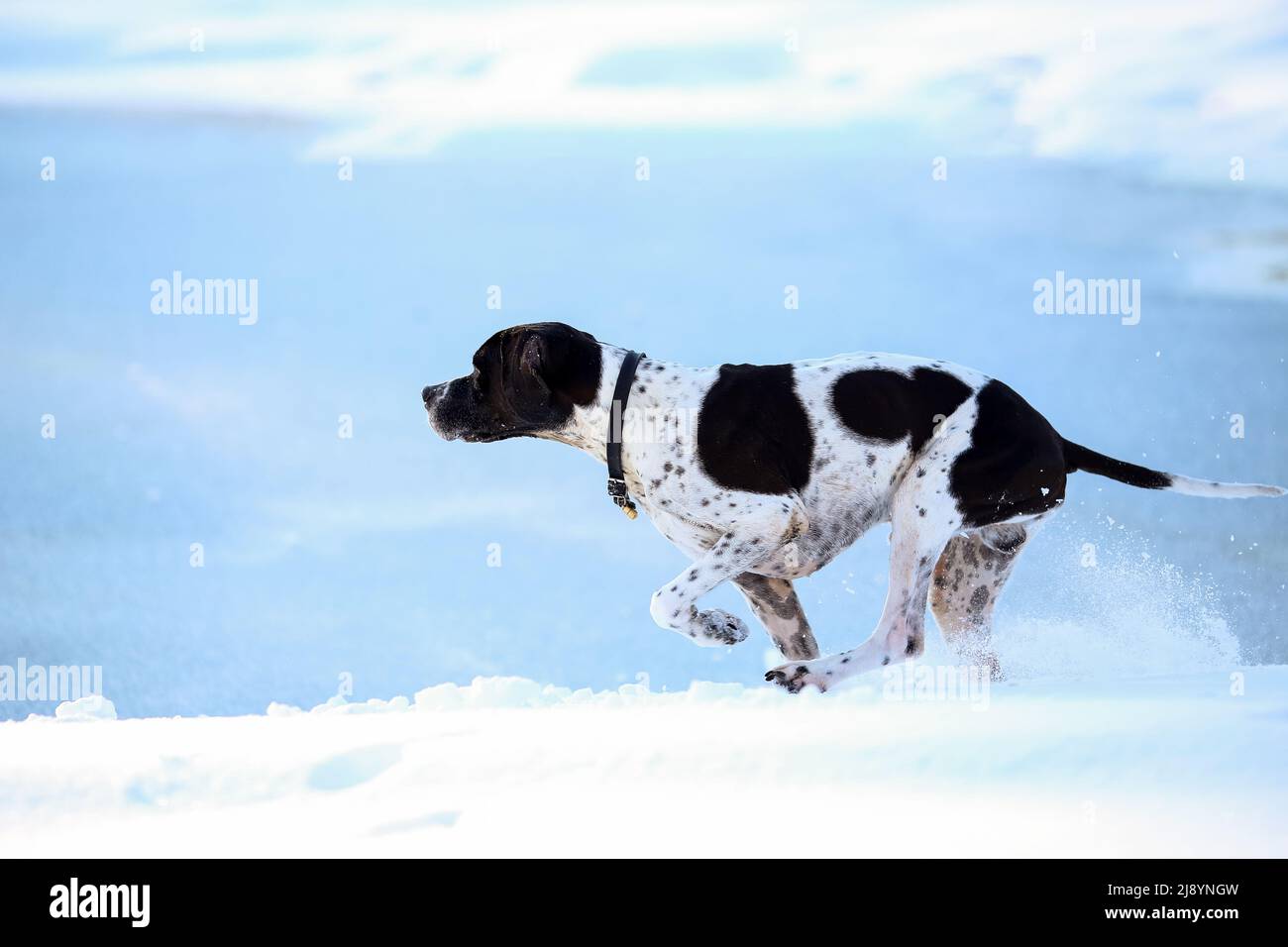 Dog english pointer walking in the melting snow in the spring Stock ...