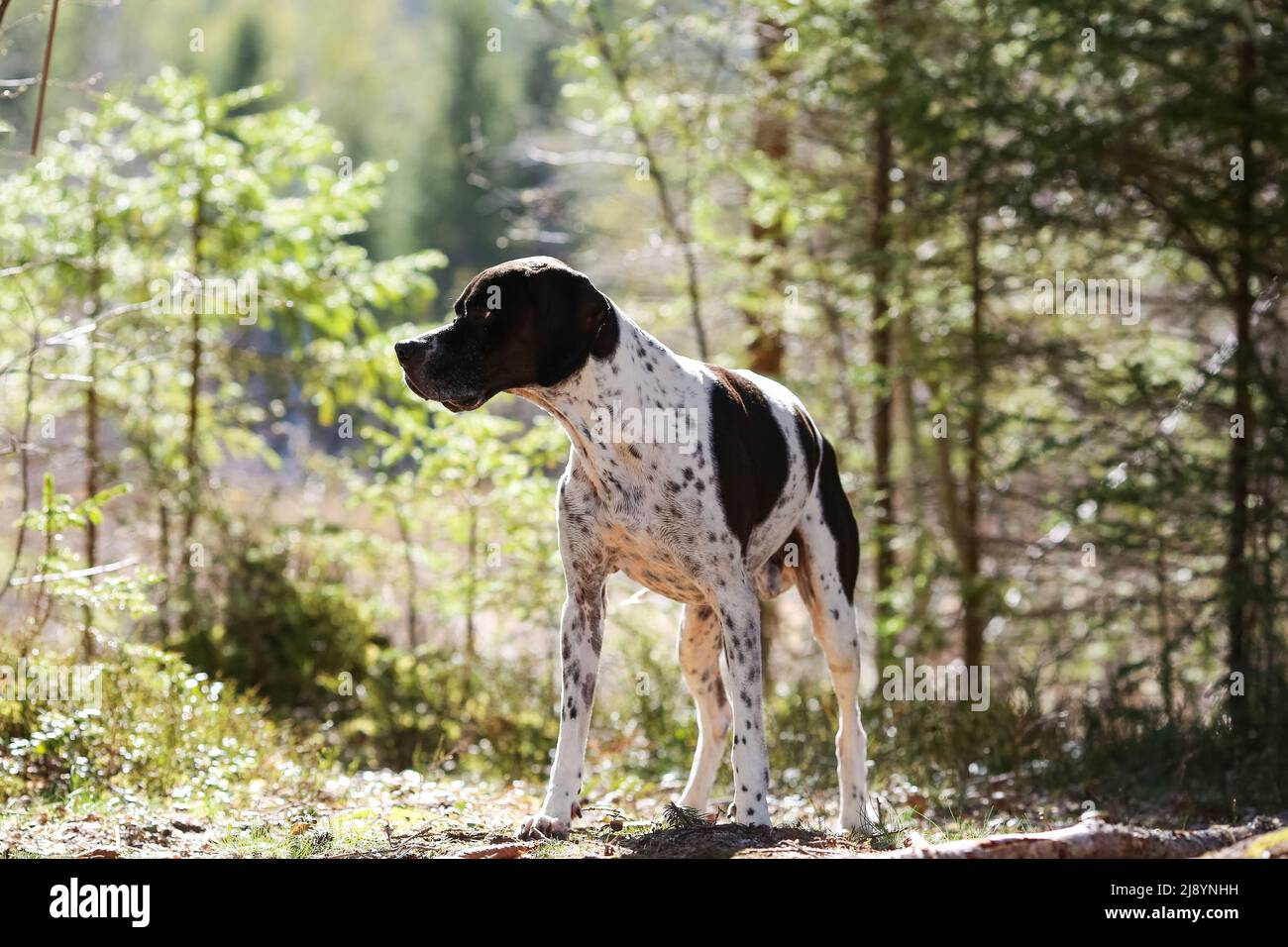 Dog english pointer standing in the sunny spring forest Stock Photo - Alamy