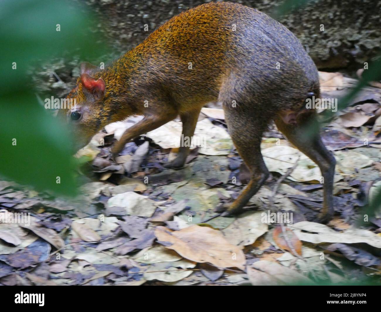Tropical rodent hi-res stock photography and images - Alamy