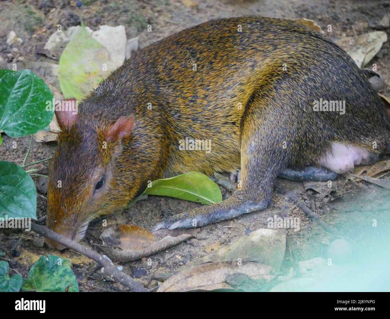 Tropical rodent hi-res stock photography and images - Alamy