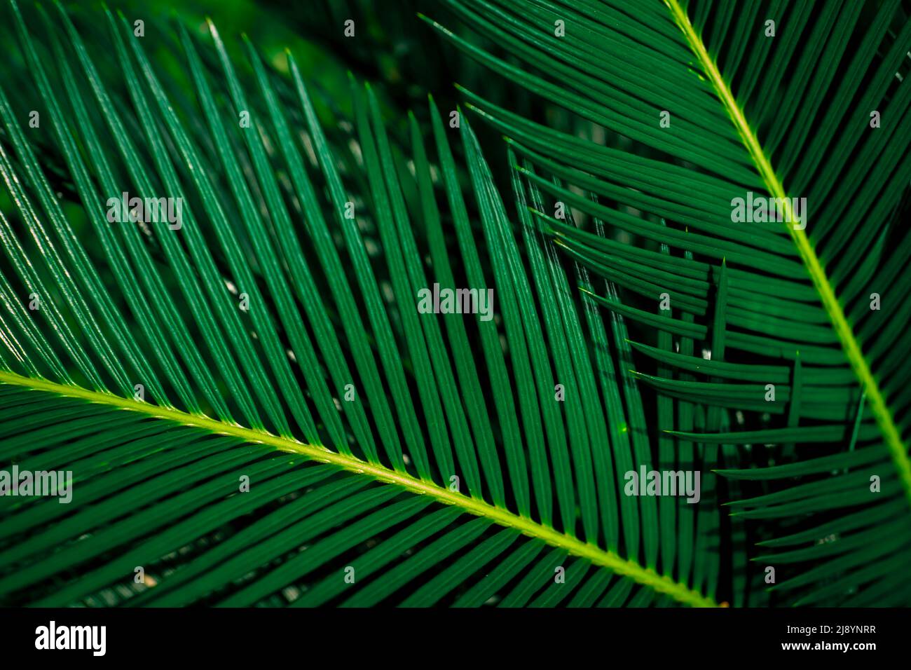 Nature background of green leaf, tropical plant in green filter ...