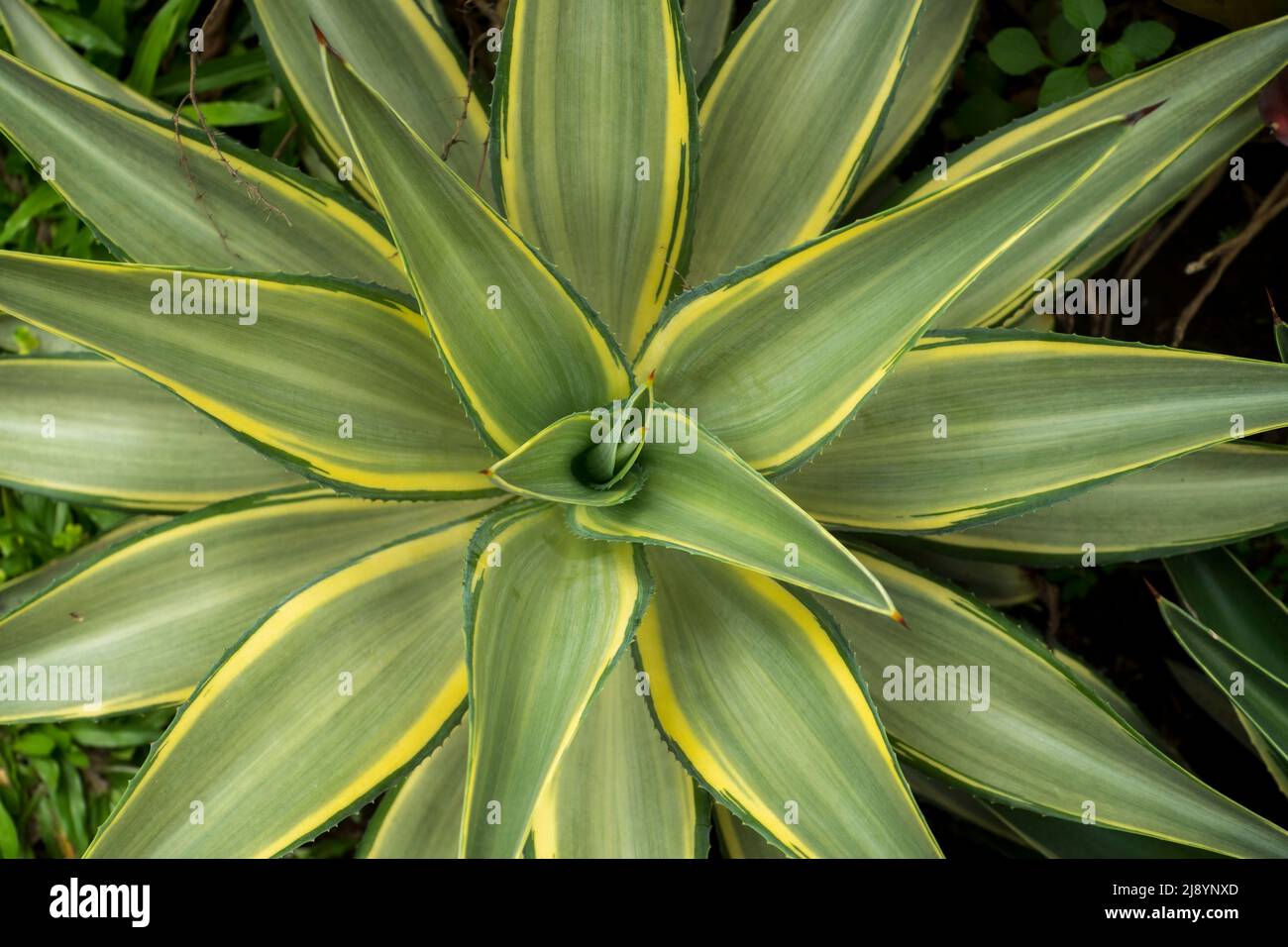 Green colorful Furcaria Plants or Furcraea foetida plant Dragon tree ...