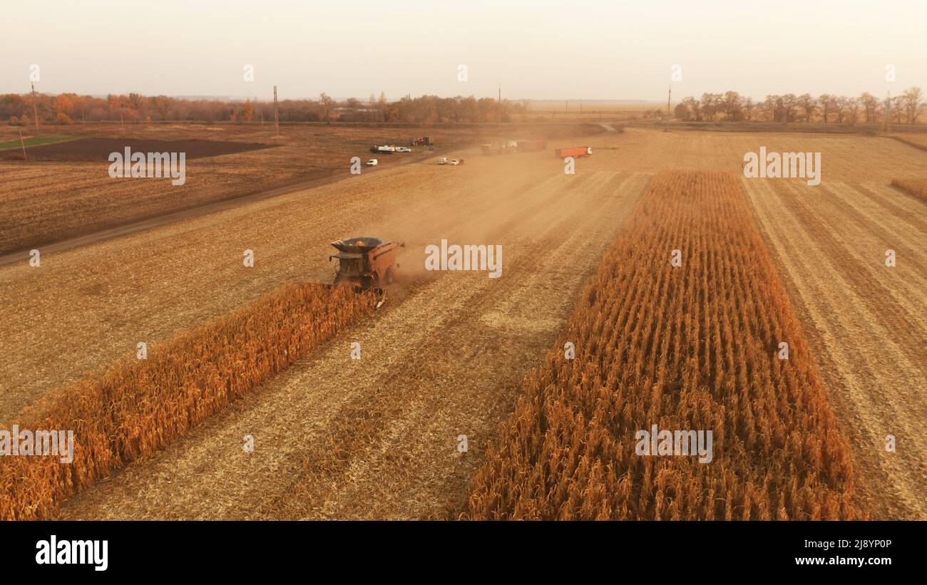 Aerial view of farm machinery gathering corn. Agricultural machine in ...