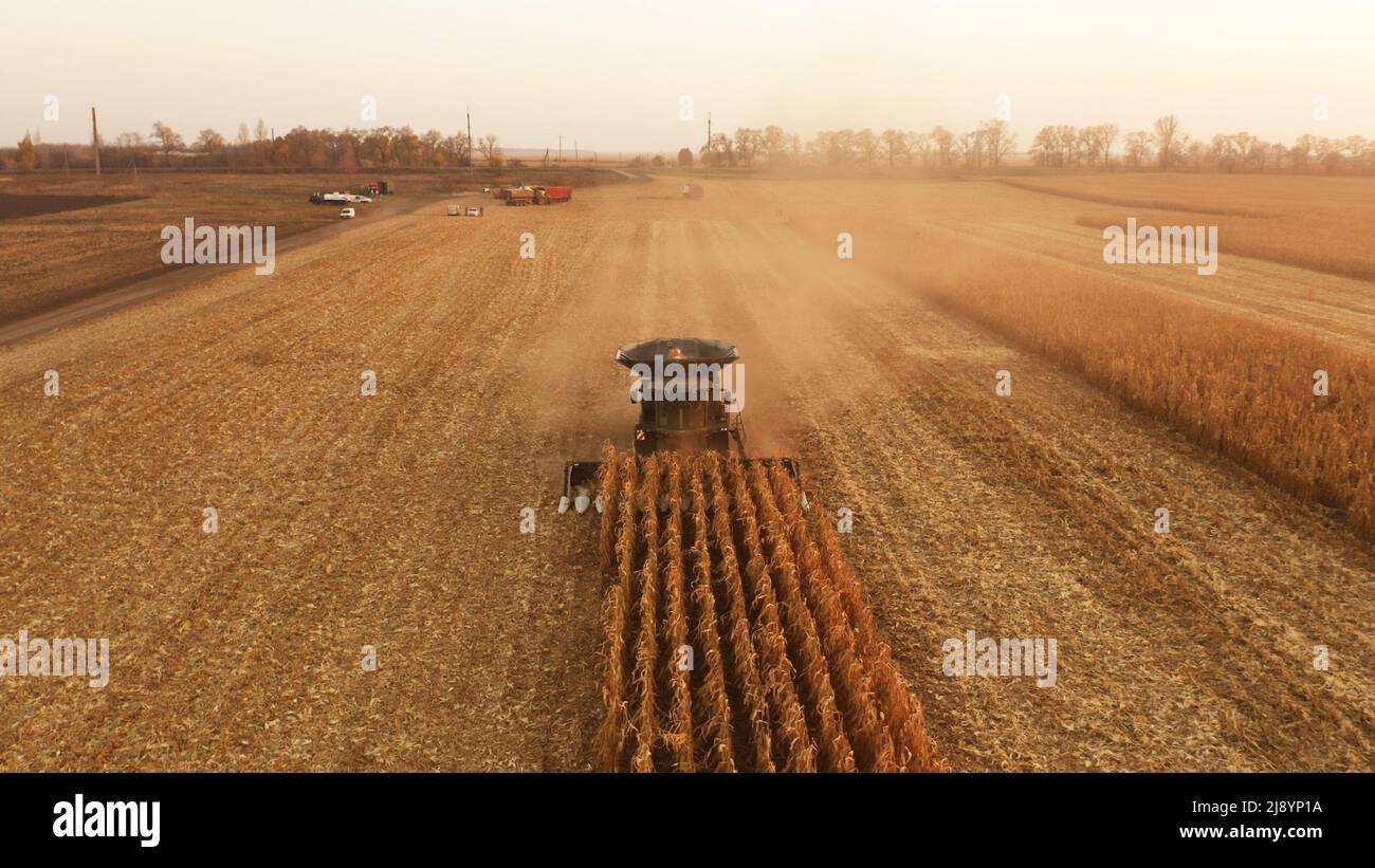 Combine harvester working on corn field. Farm machinery gathering crop ...