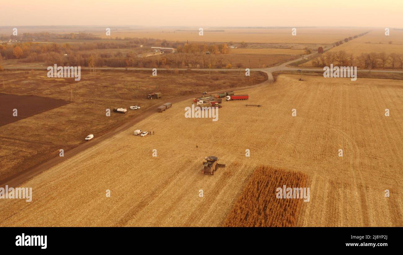 Aerial view agricultural technique gathering corn crop. Farm machinery ...