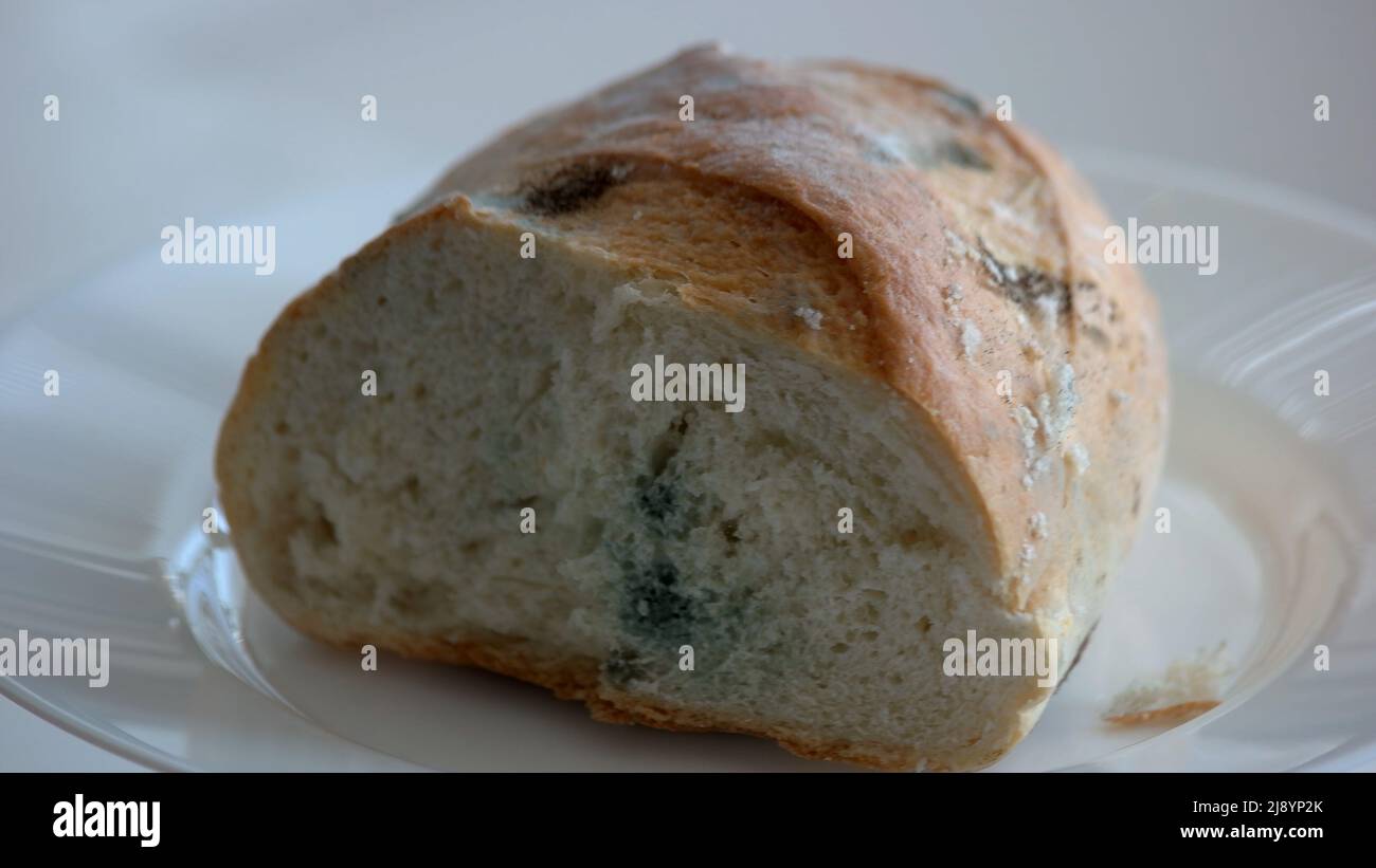 Bread covered with mold close up. Decaying bread on plate. Moldy ...