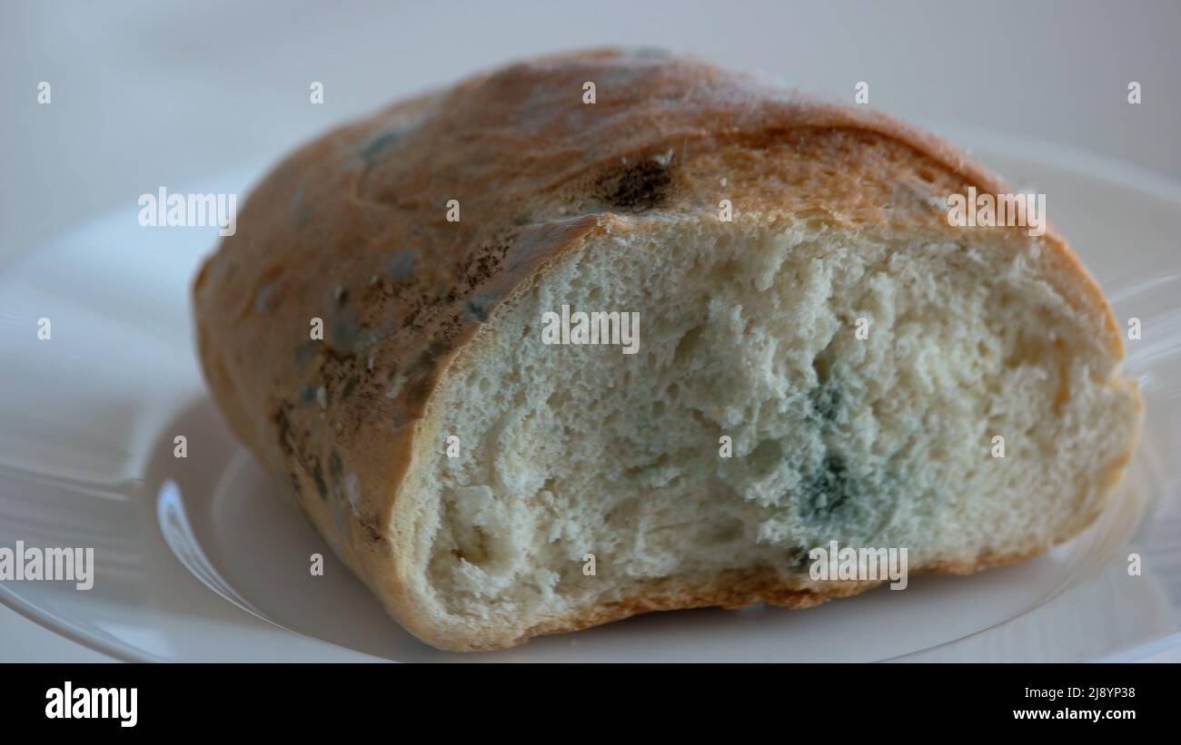 Mold damaged hi-res stock photography and images - Alamy