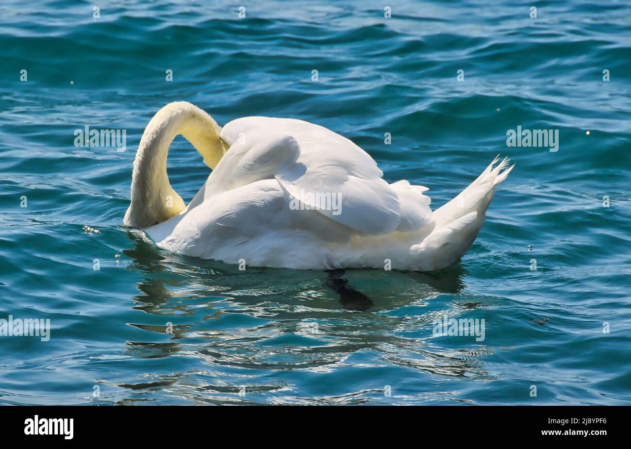 Priming in hi-res stock photography and images - Alamy