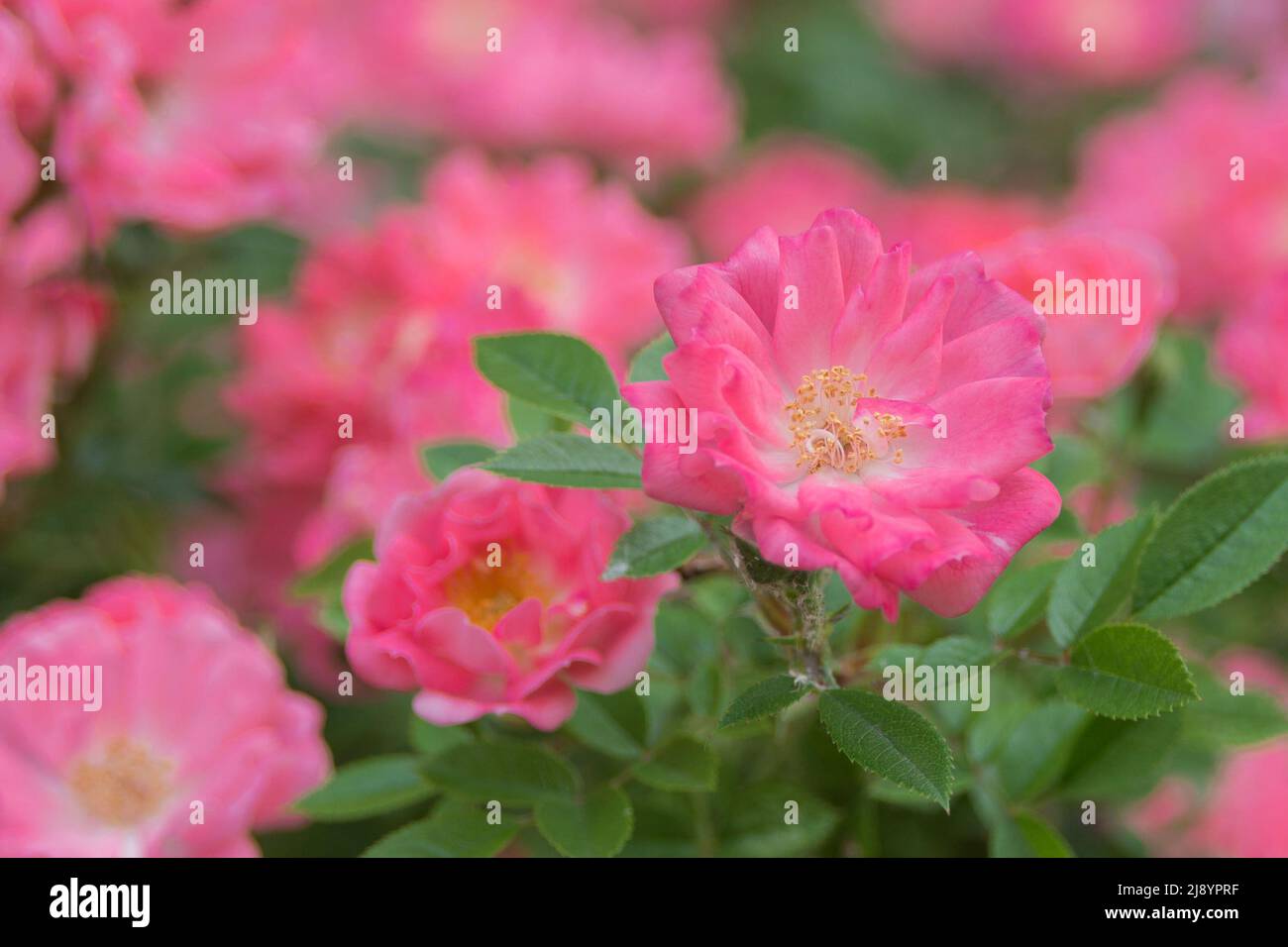 Rosa chinensis hi-res stock photography and images - Alamy
