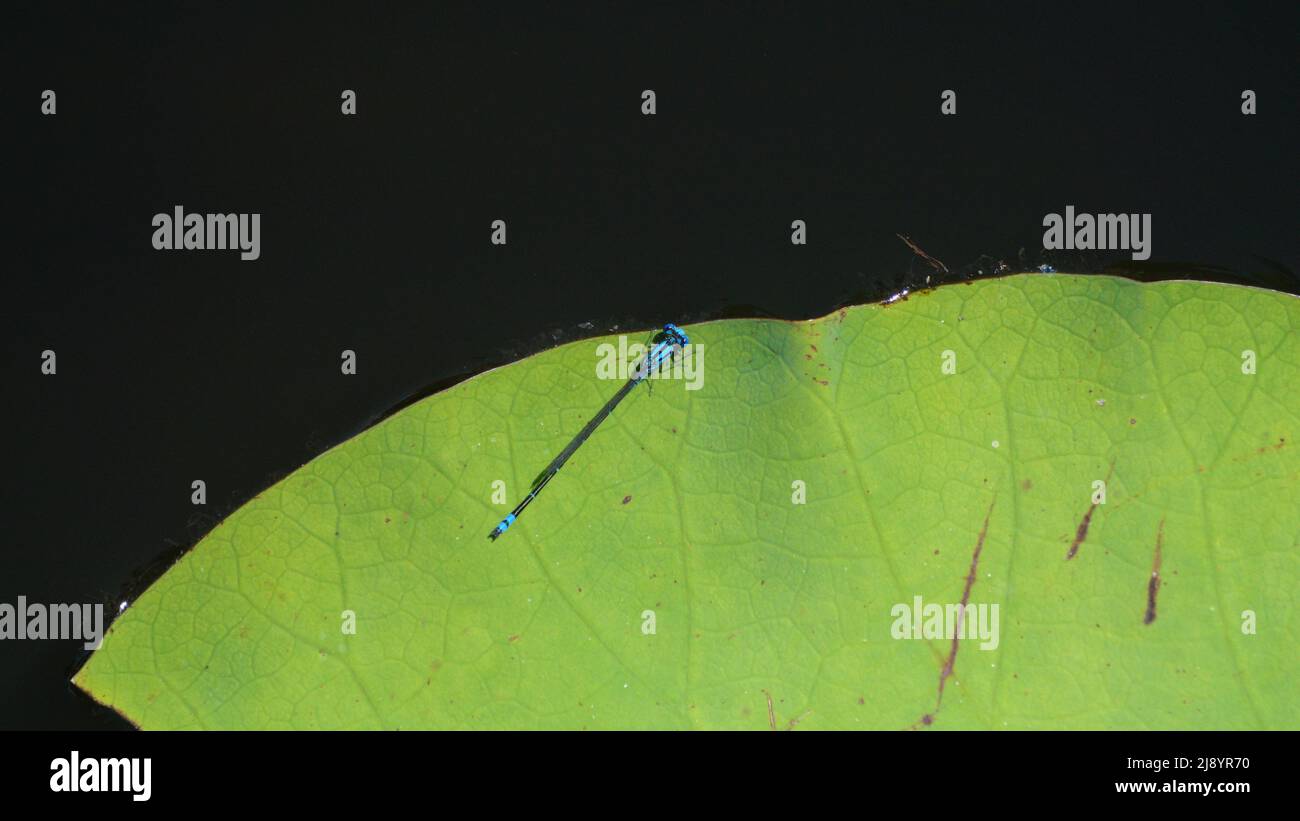 Closeup shots on bugs life Stock Photo - Alamy