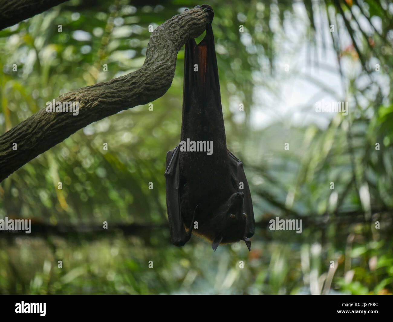 Male Fruit Bat also known as Indian flying fox hanging upside down ...