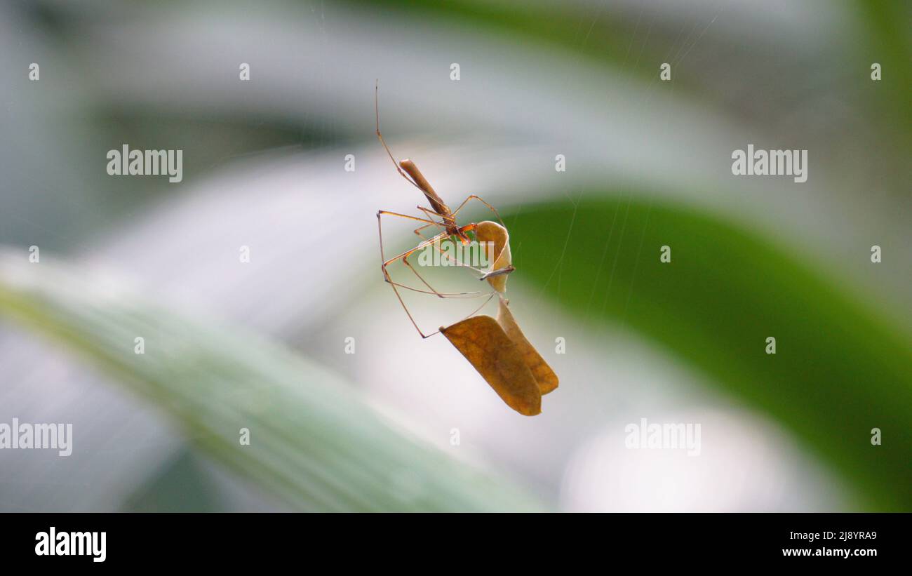 Closeup shots on bugs life Stock Photo - Alamy