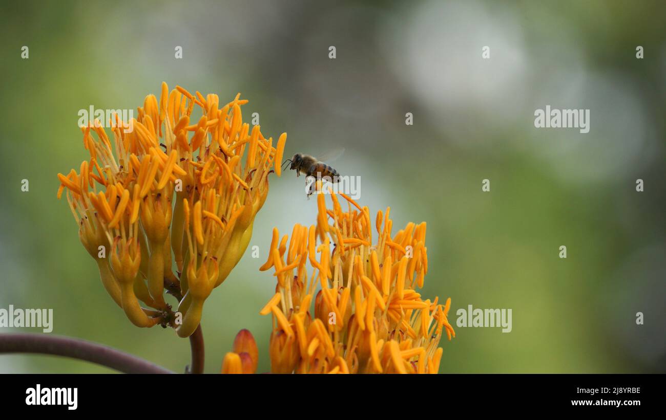Closeup shots on bugs life Stock Photo - Alamy