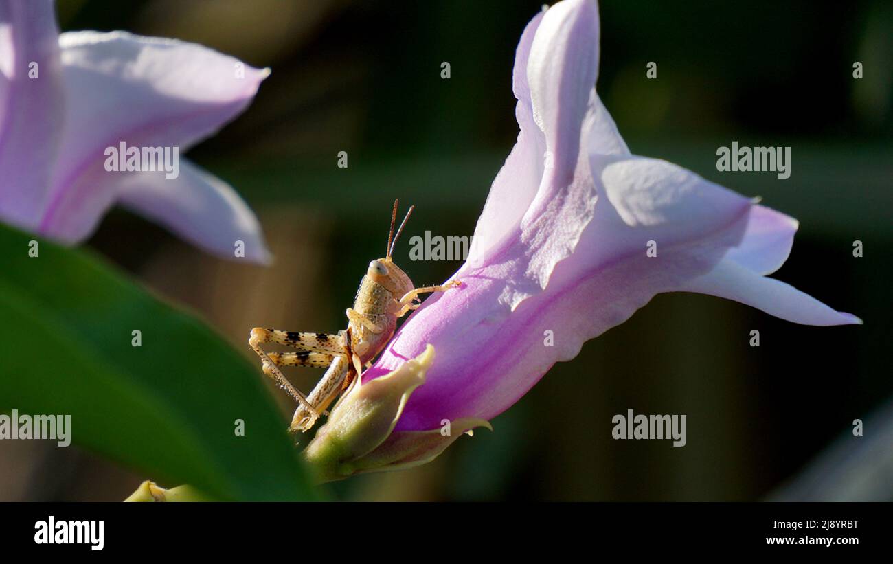 Macro shots of insects hi-res stock photography and images - Alamy