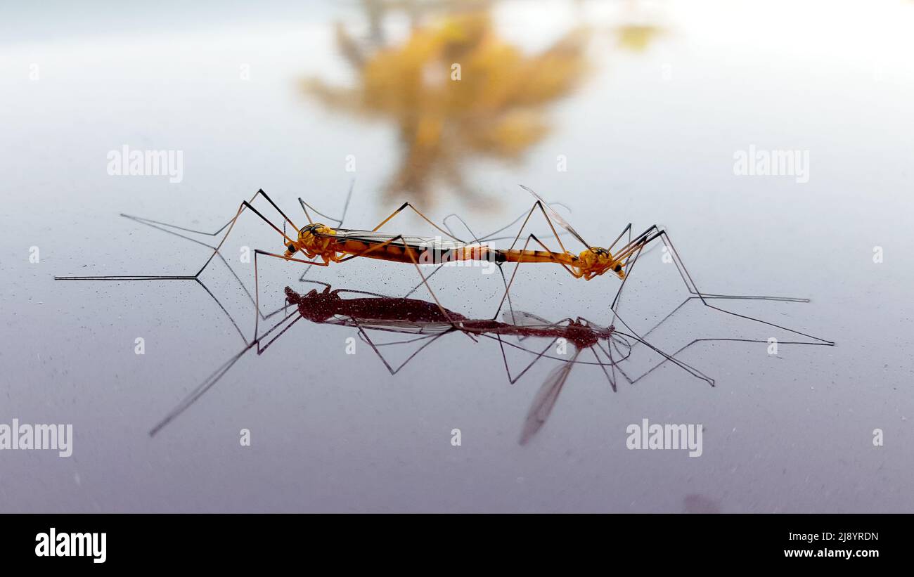 Closeup shots on bugs life Stock Photo - Alamy