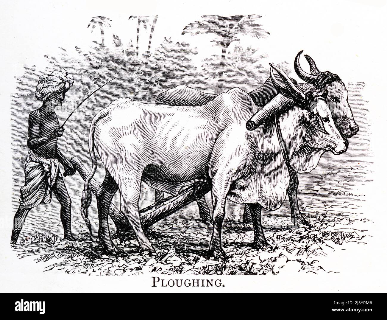 Engraving of a man ploughing with two oxen in India, circa 1880 Stock Photo - Alamy