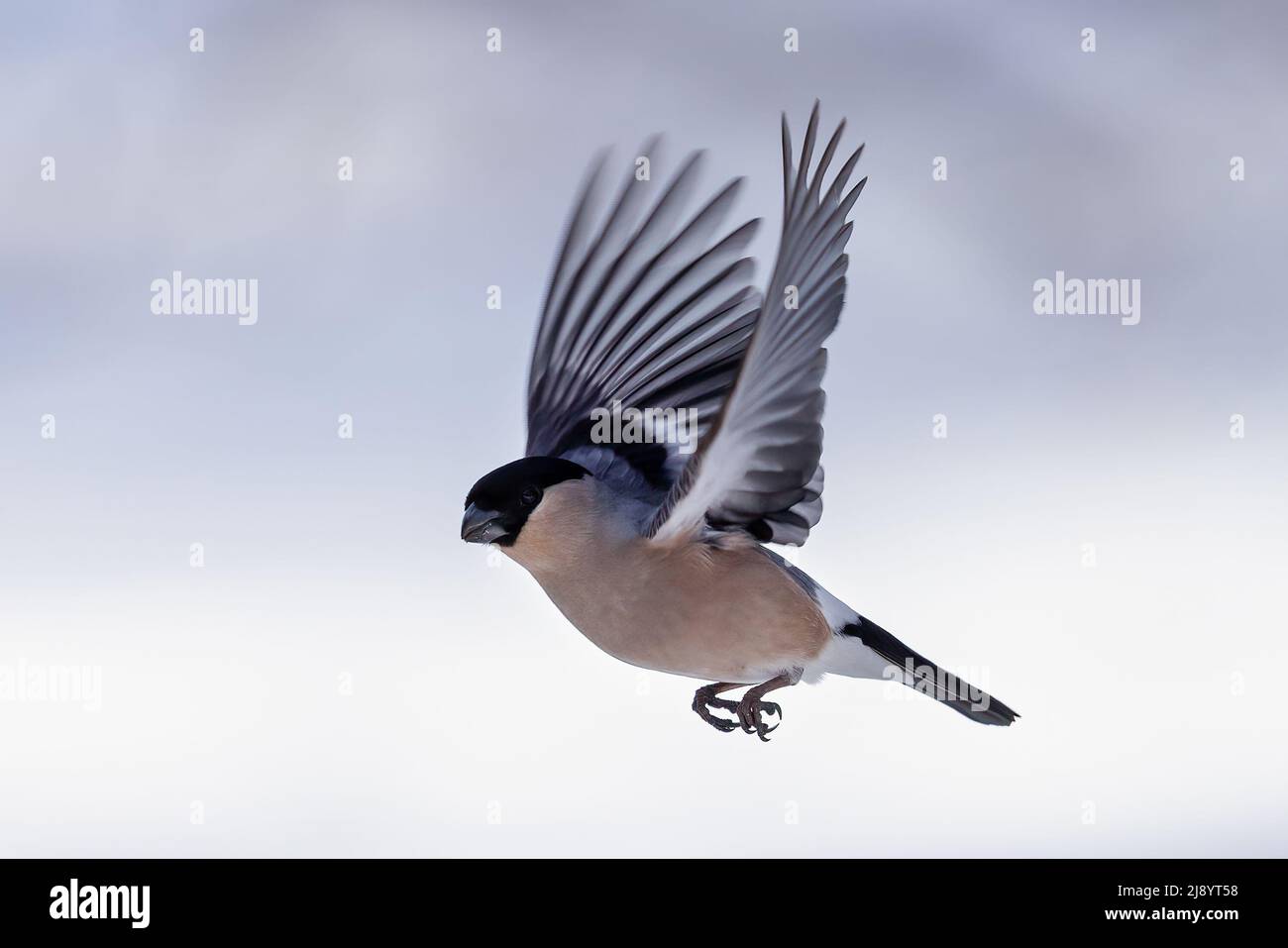 Eurasian bullfinch flight hi-res stock photography and images - Alamy