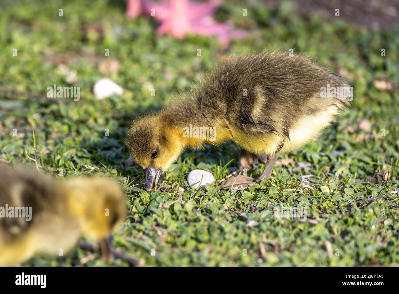 Close up of a beautiful yellow fluffy greylag goose baby gosling in ...