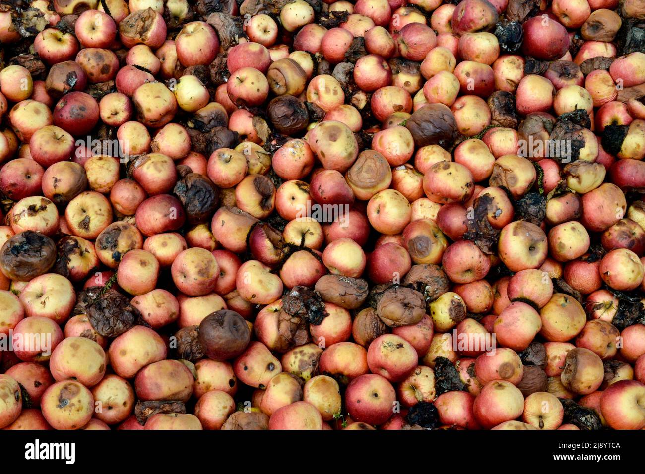 Rotten apples in nature,pollution concept Stock Photo - Alamy