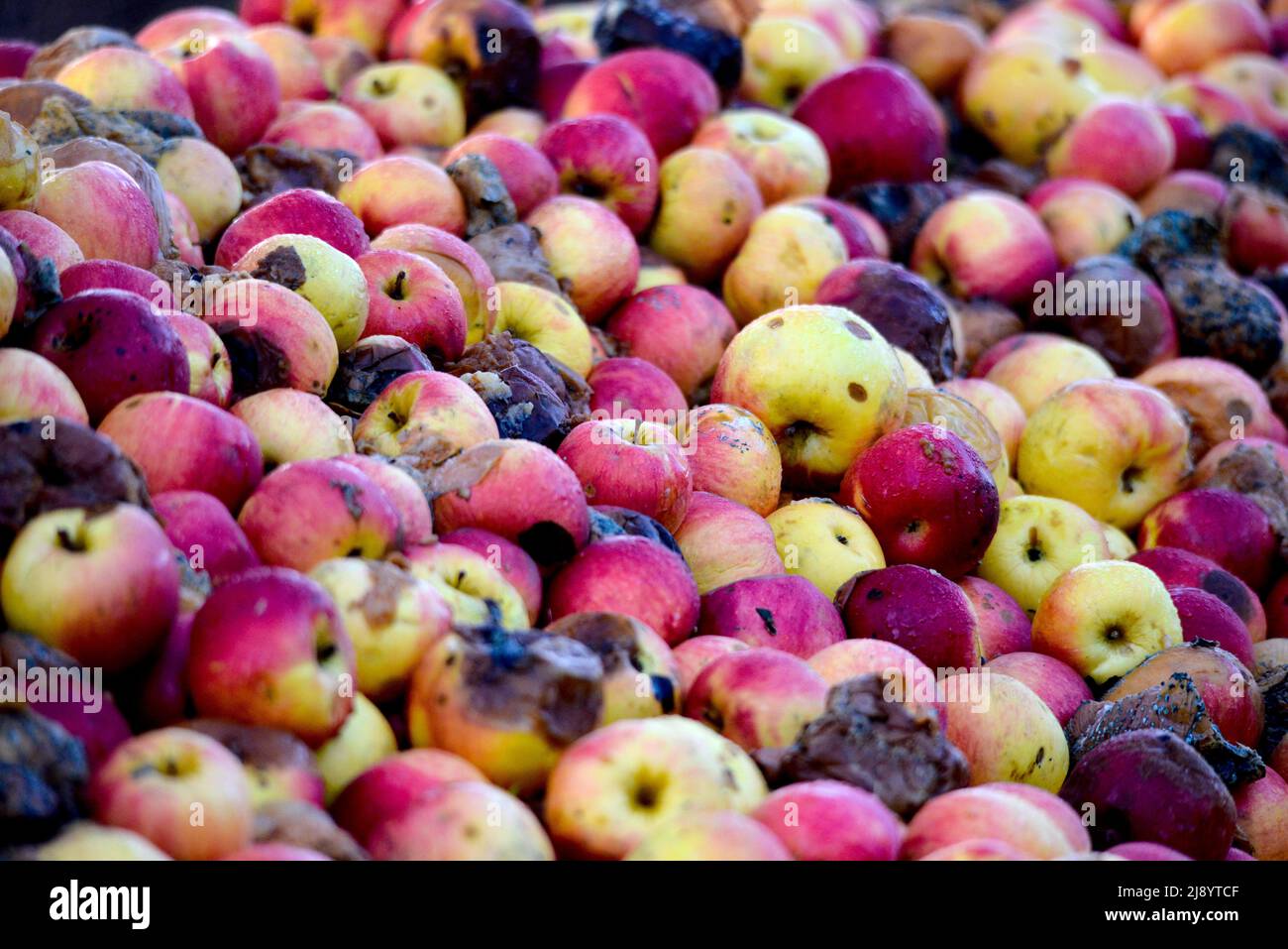 Rotten apples in nature,pollution concept Stock Photo - Alamy