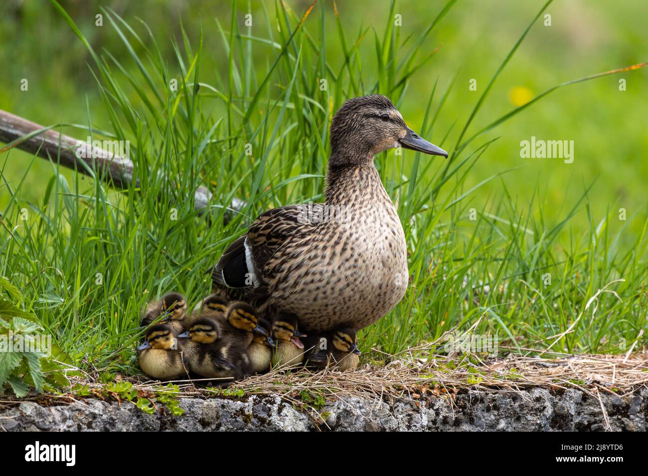 Wild duck or mallard, Anas platyrhynchos family with young goslings at ...