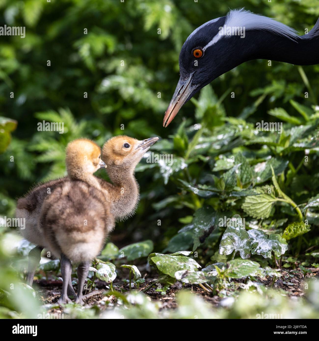 Beautiful yellow fluffy Demoiselle Crane baby gosling, Anthropoides ...