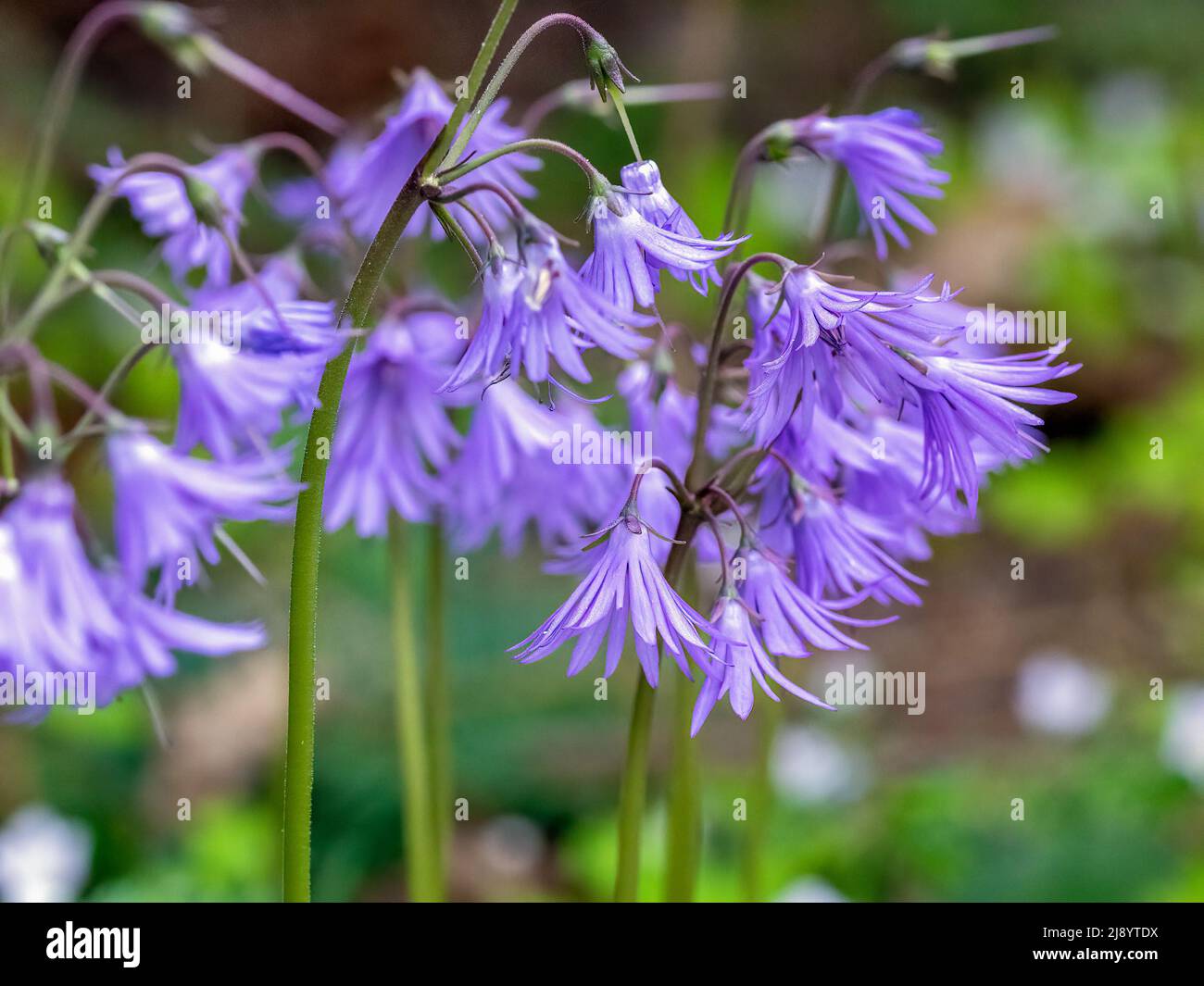 Alpine snowbell hi-res stock photography and images - Alamy