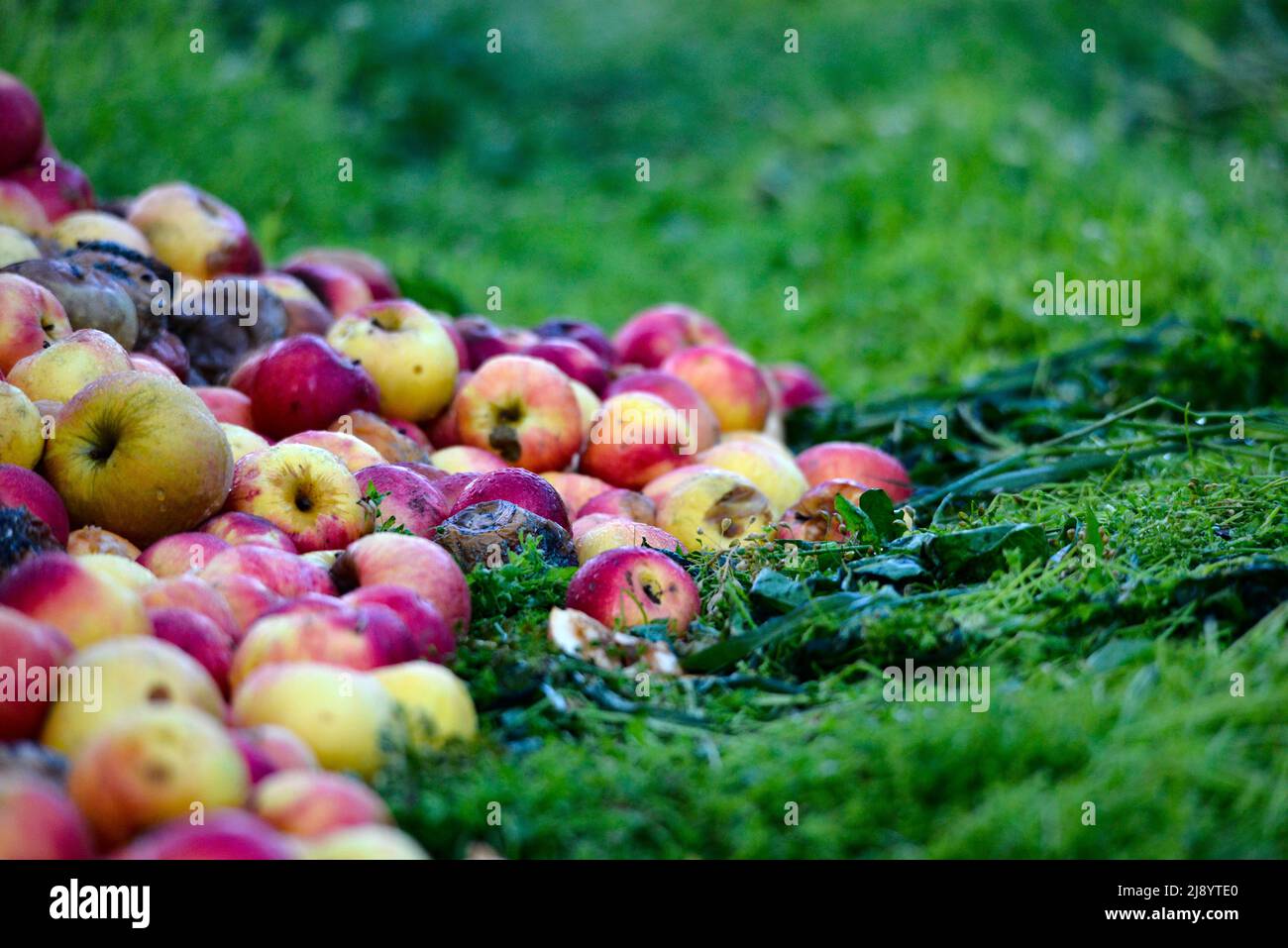 Rotten apples in nature,pollution concept Stock Photo - Alamy