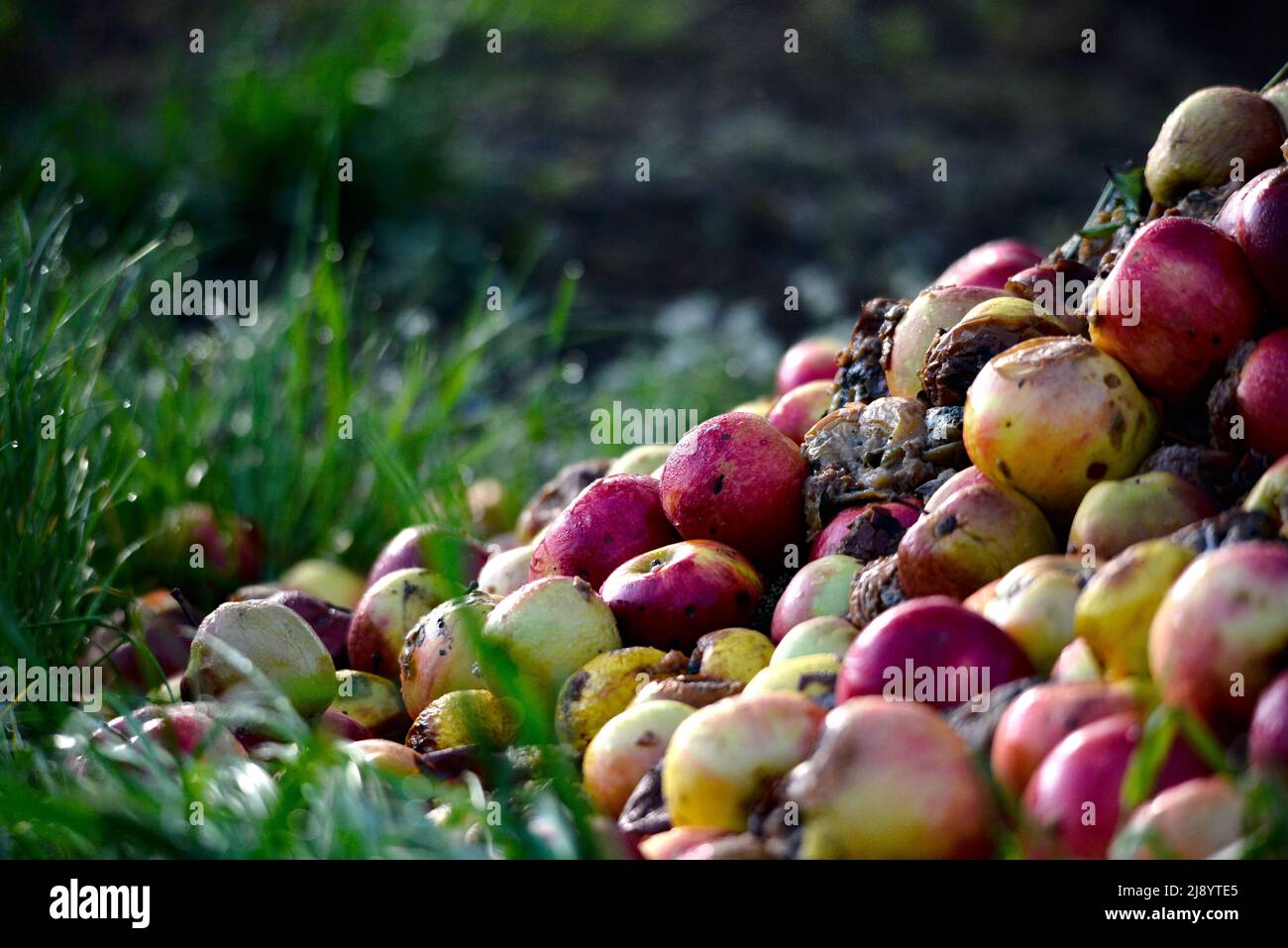 Rotten apples in nature,pollution concept Stock Photo - Alamy