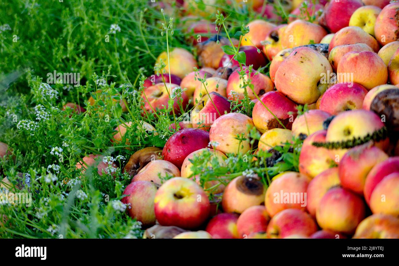 Rotten apples in nature,pollution concept Stock Photo - Alamy