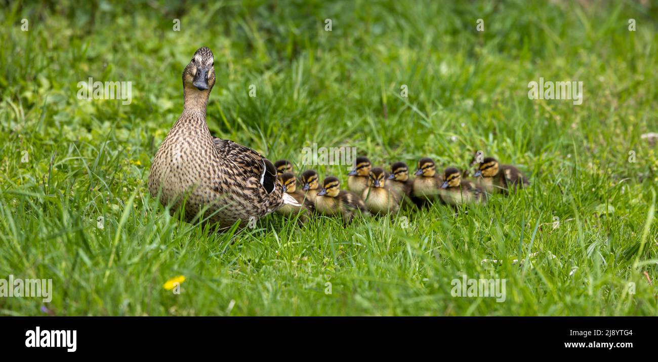 Wild duck or mallard, Anas platyrhynchos family with young goslings at a lake in Munich, Germany ...