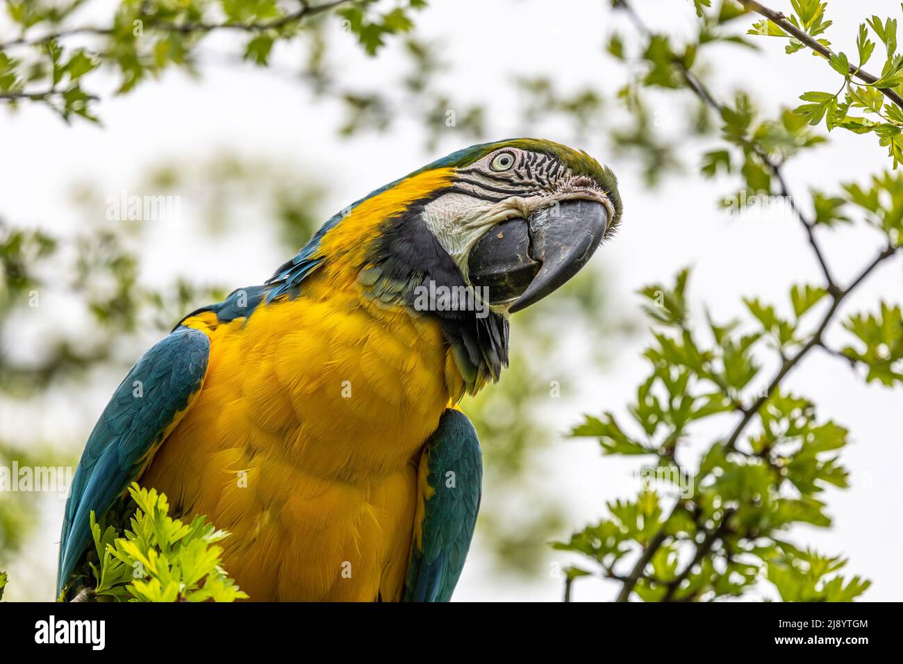 The Blue-and-yellow Macaw, Ara ararauna also known as the blue-and-gold macaw, is a large South ...