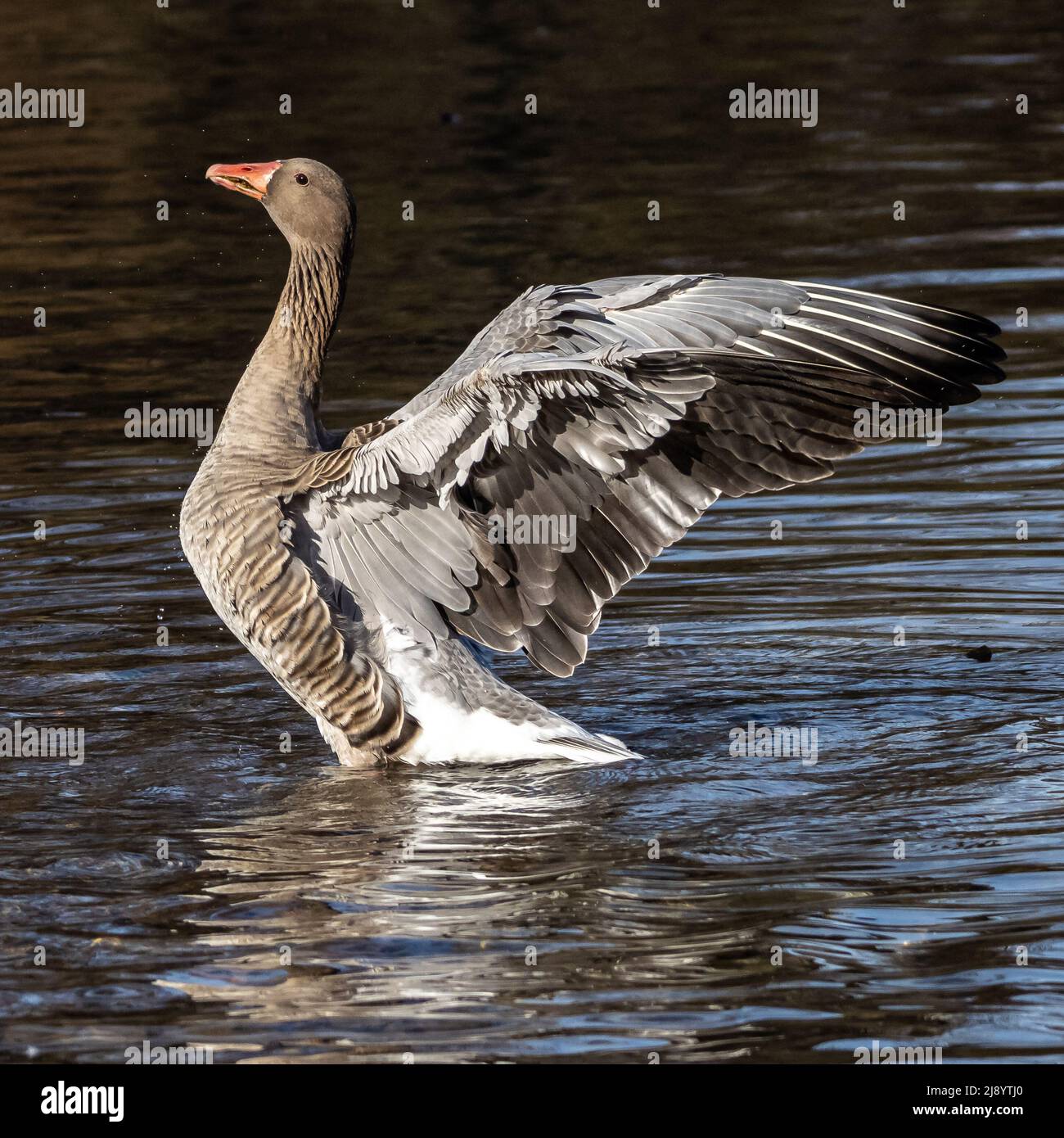 The greylag goose, Anser anser is a species of large goose in the ...