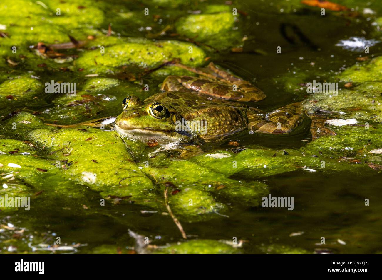Common frog, Rana temporaria, single reptile croaking in water, also ...