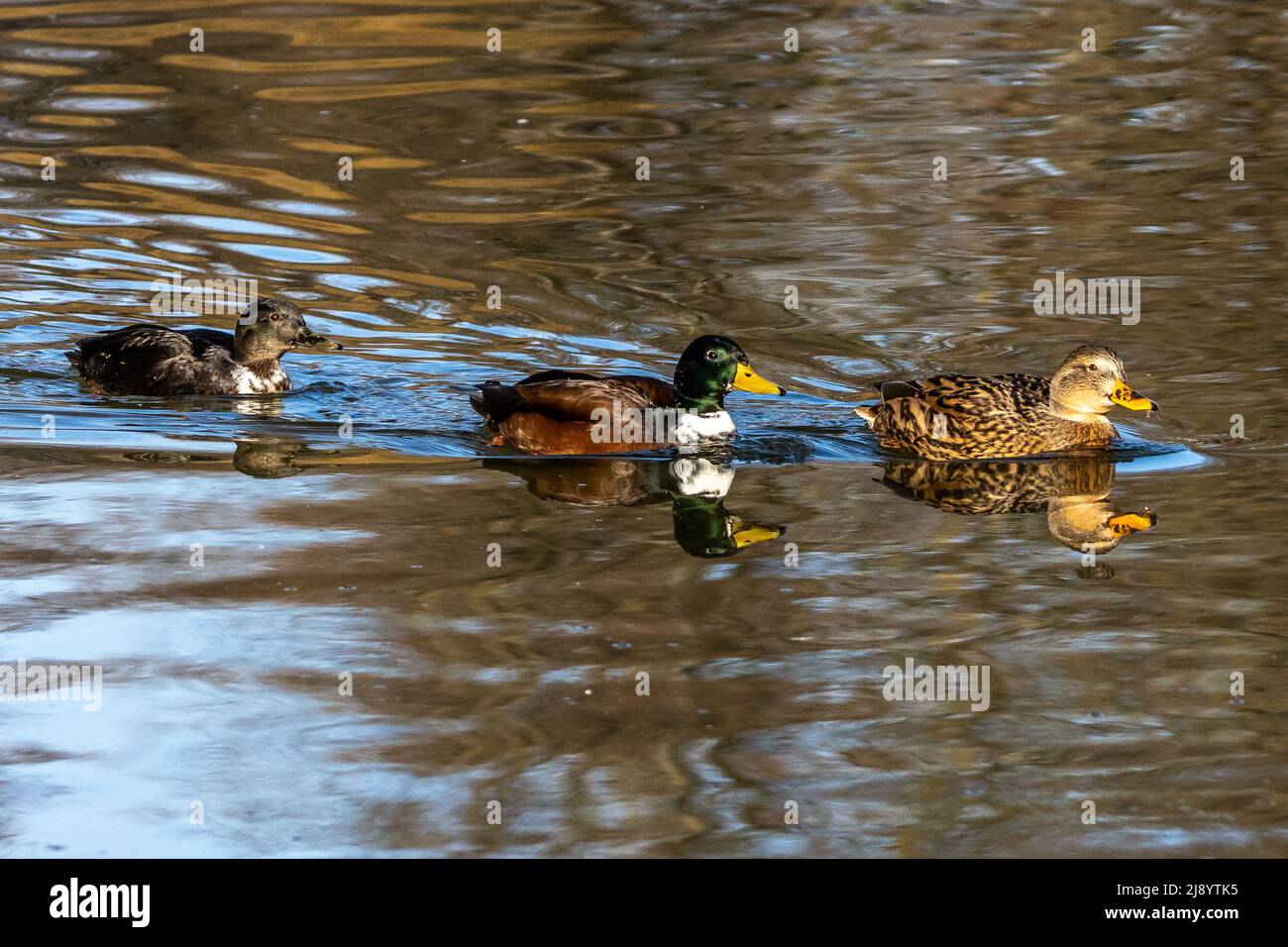 The mallard, Anas platyrhynchos is a dabbling duck. Here swimming in a ...