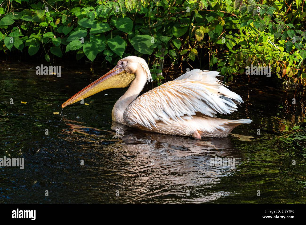 The Great White Pelican, Pelecanus onocrotalus also known as the rosy ...