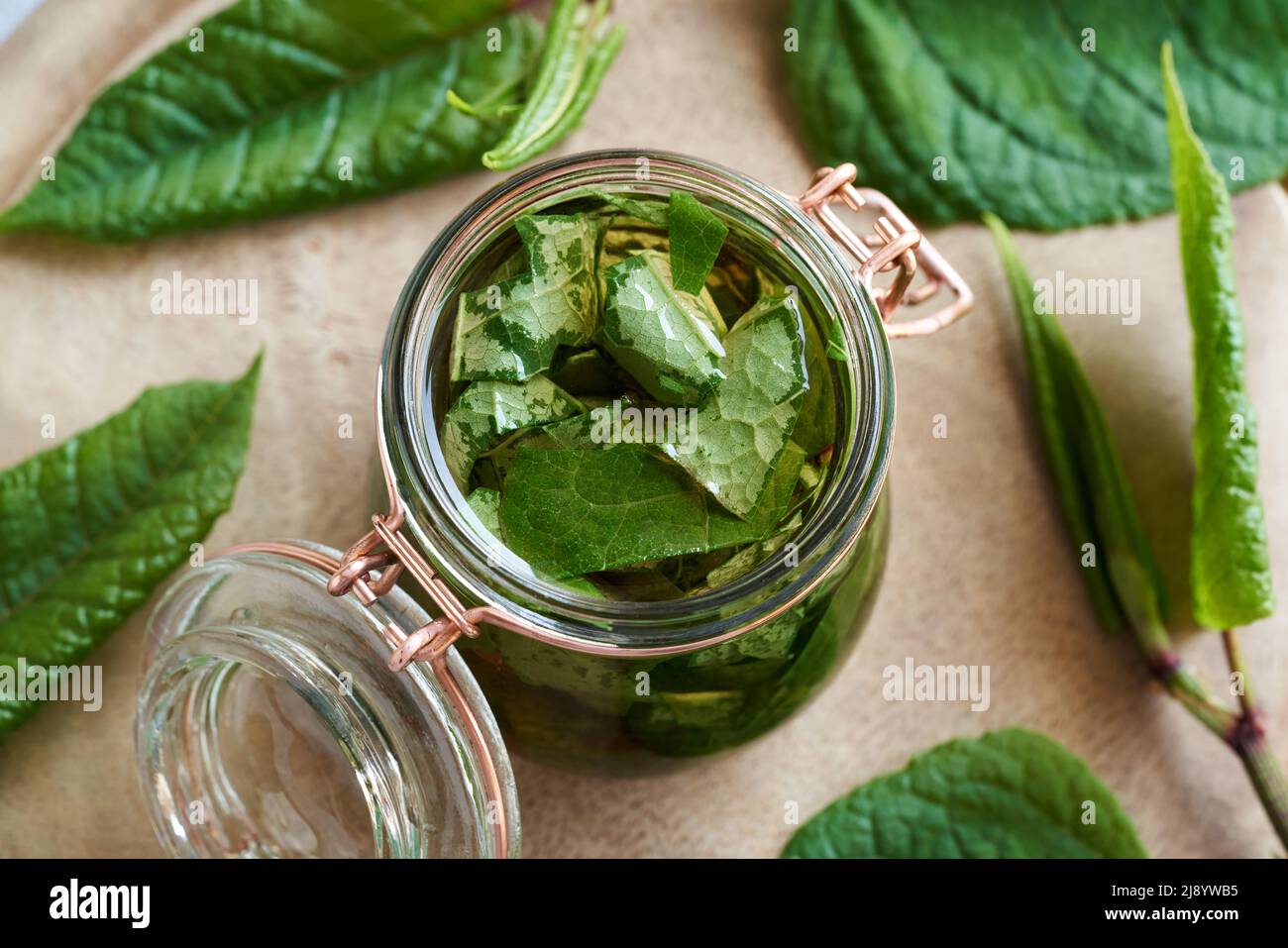 Glass jar filled with japanese knotweed leaves and alcohol, to prepare ...