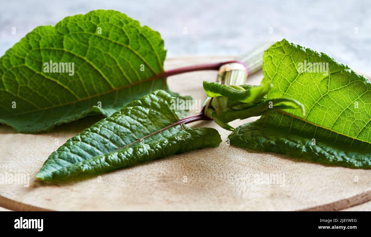 Japanese knotweed food hi-res stock photography and images - Alamy