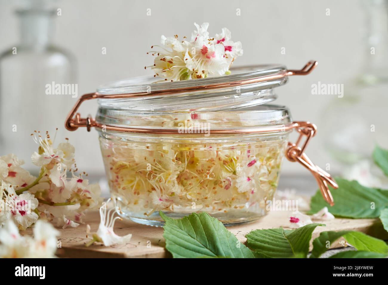 Preparation of herbal tincture from fresh horse chestnut flowers in a ...