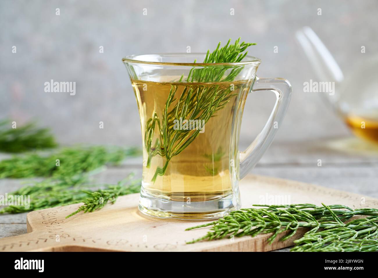 Fresh horsetail or Equisetum arvense twigs in a cup of herbal tea Stock ...