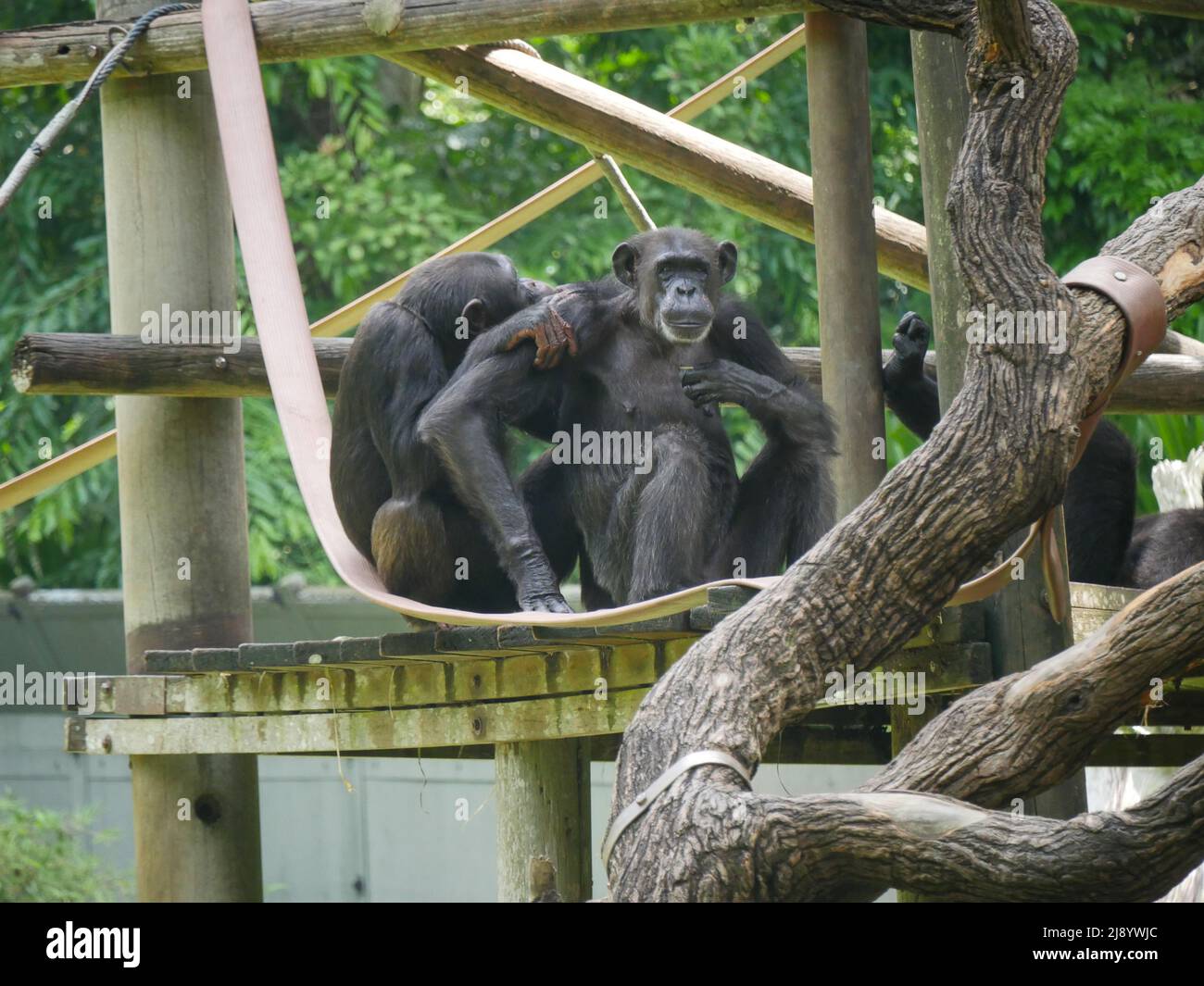 Primate house hi-res stock photography and images - Alamy