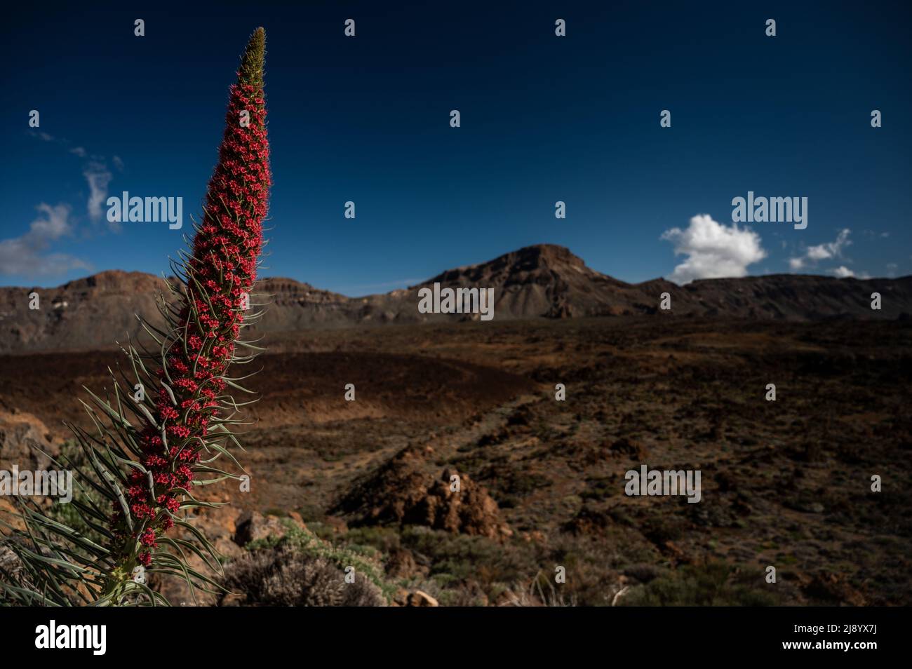 Tenerife, Spain. 18th May, 2022. Blooming of Red Tajinaste (Echium ...