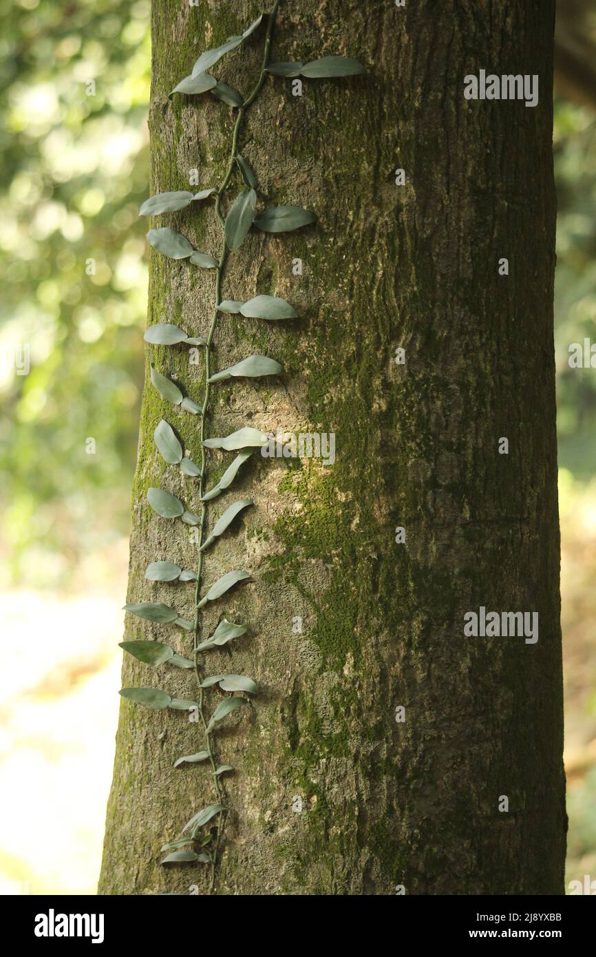 Portrait picture of algae caught tree Stock Photo - Alamy