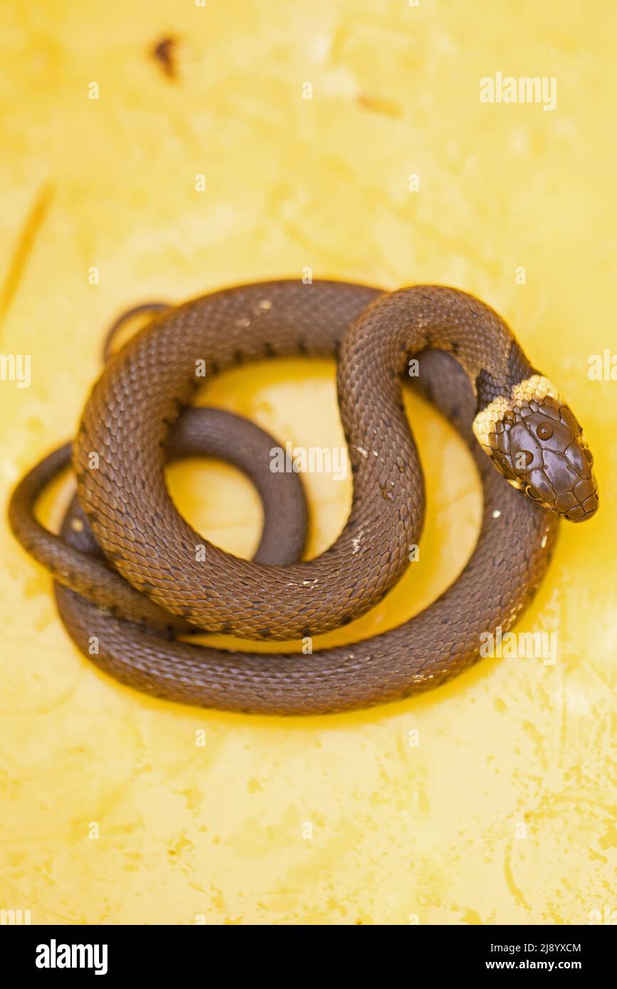 Barred Grass Snake (Natrix helvetica) juvenile Norwich GB UK May 2022 ...