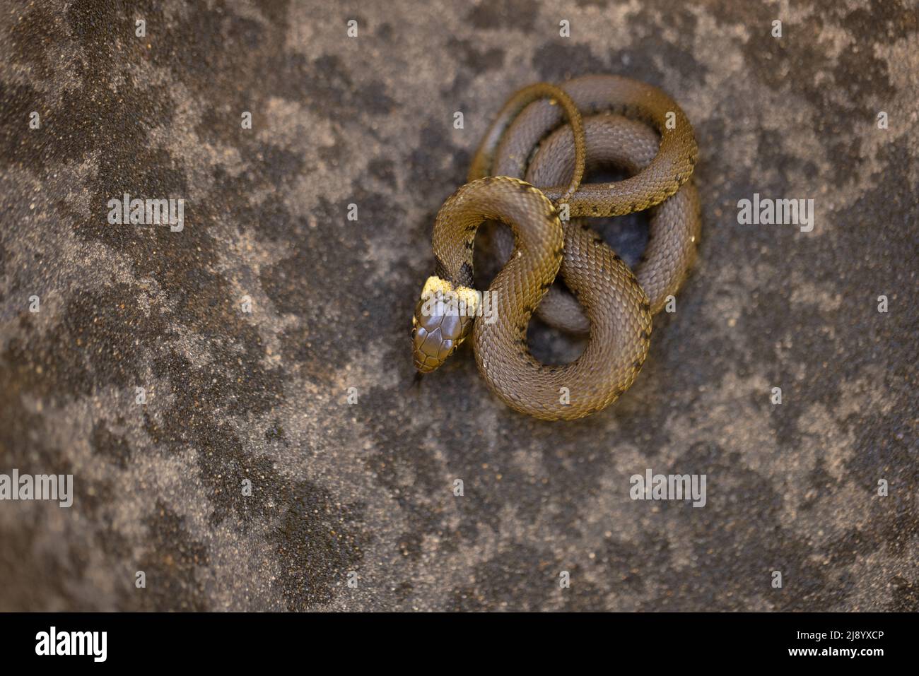 Barred Grass Snake (Natrix helvetica) juvenile Norwich GB UK May 2022 ...