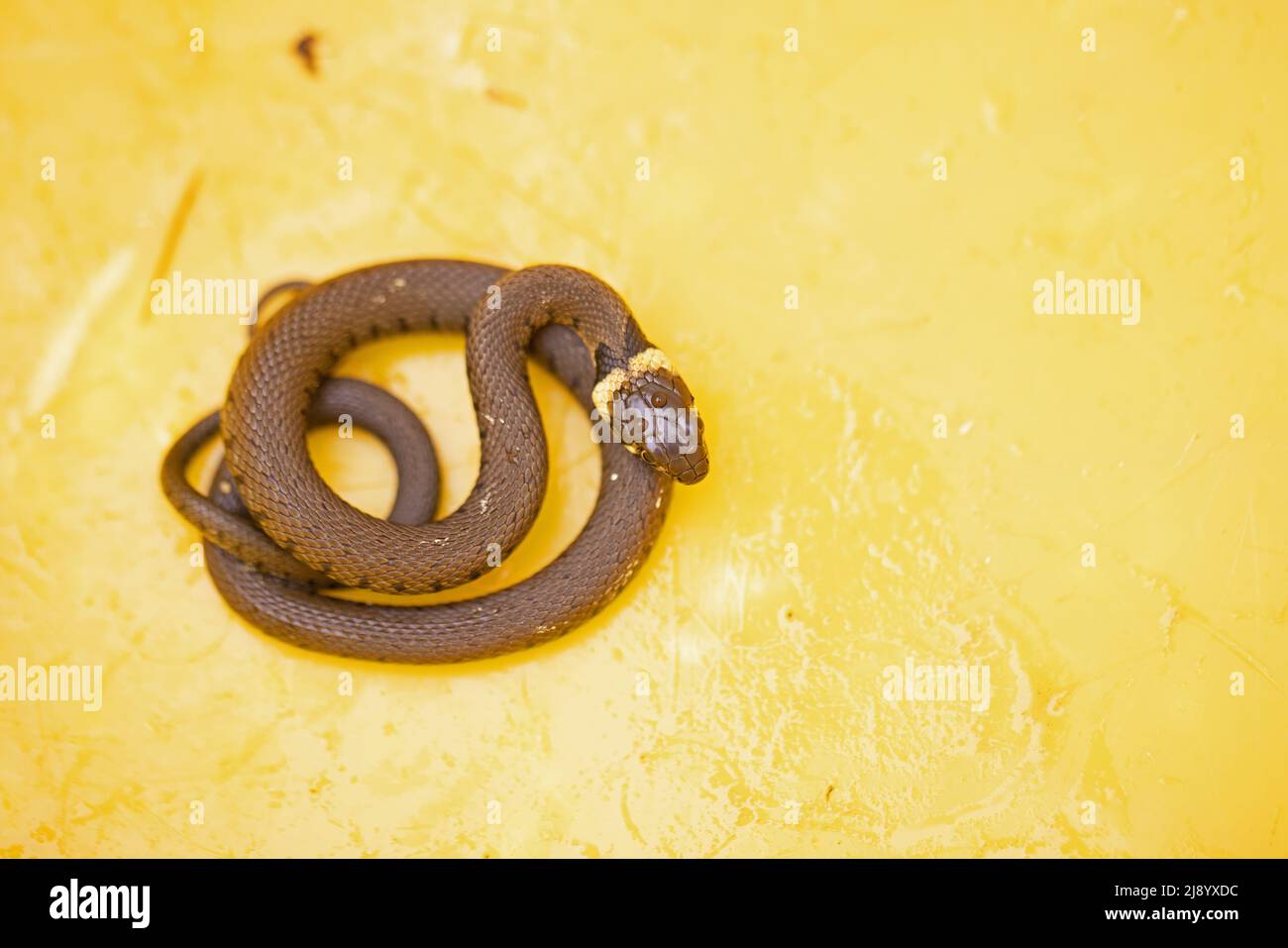 Barred Grass Snake (Natrix helvetica) juvenile Norwich GB UK May 2022 ...