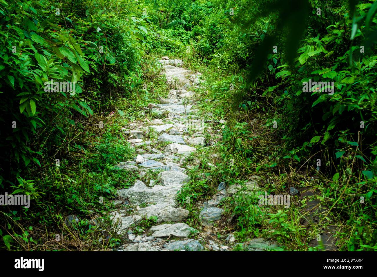 A narrow stone pavement in the middle of the forest surrounded with ...
