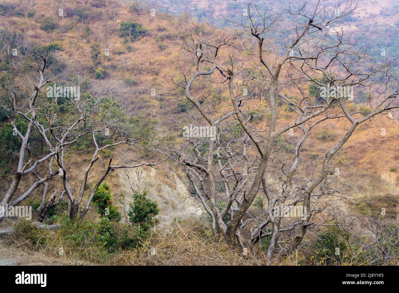 A leafless dried tree on the hills of himalaya in India with mountains ...