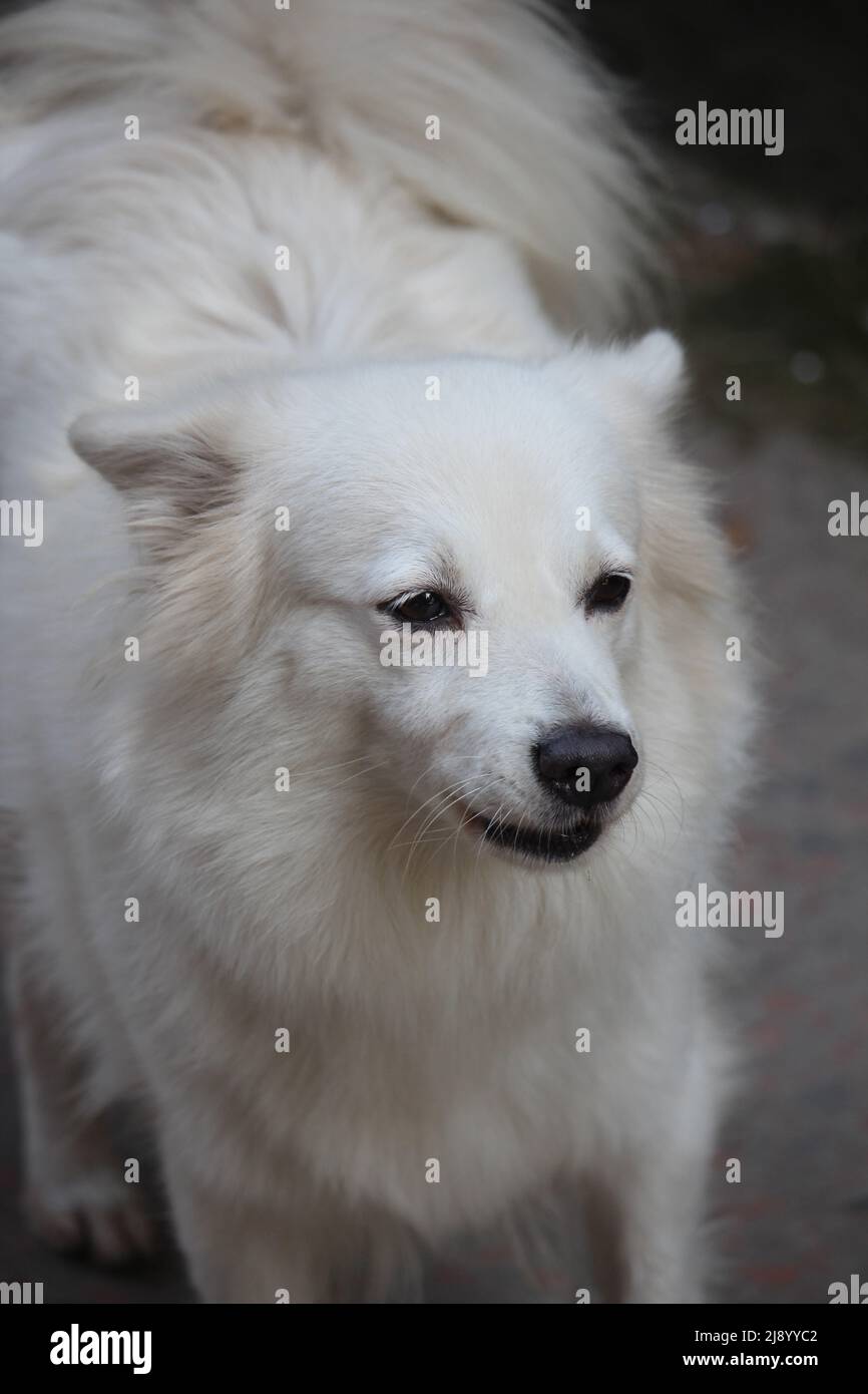 Beautiful white dog hi-res stock photography and images - Alamy